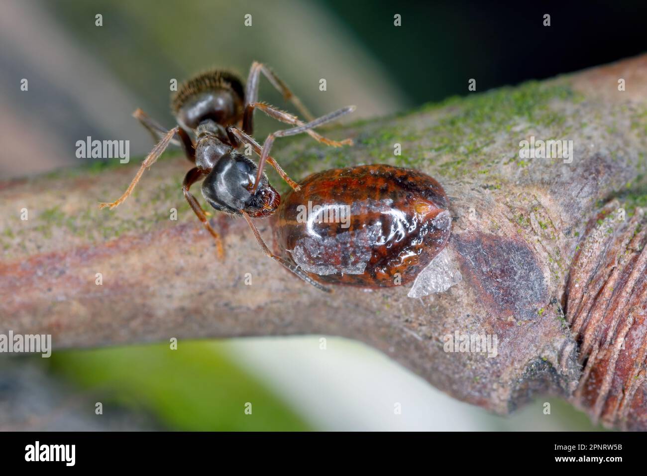 Honeydew-collecting ants from European fruit lecanium, brown scale or ...