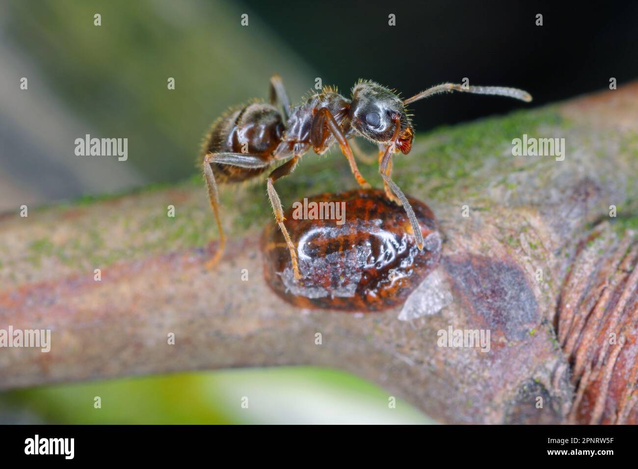 Honeydew-collecting ants from European fruit lecanium, brown scale or ...