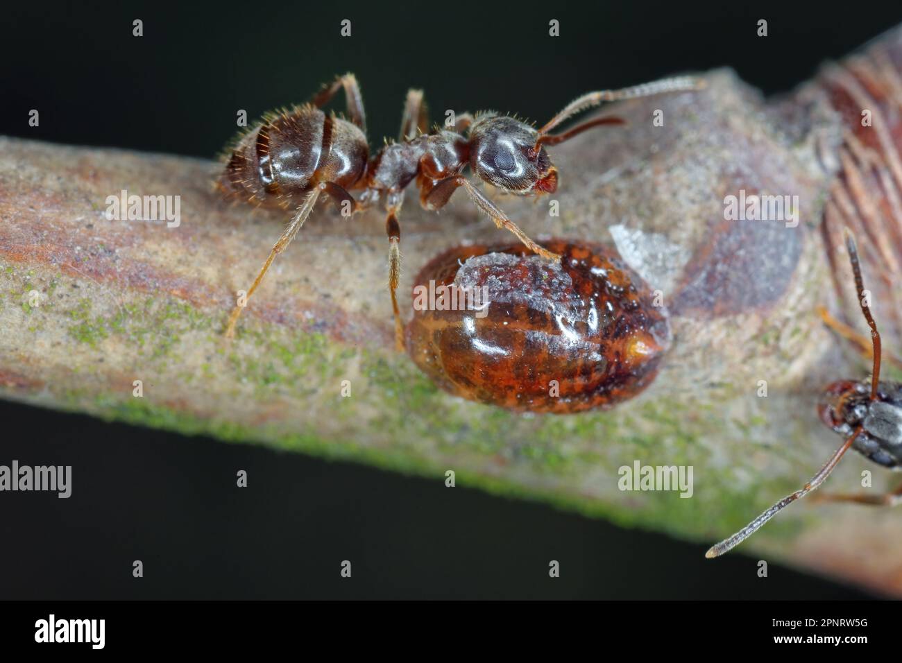 Honeydew-collecting ants from European fruit lecanium, brown scale or ...