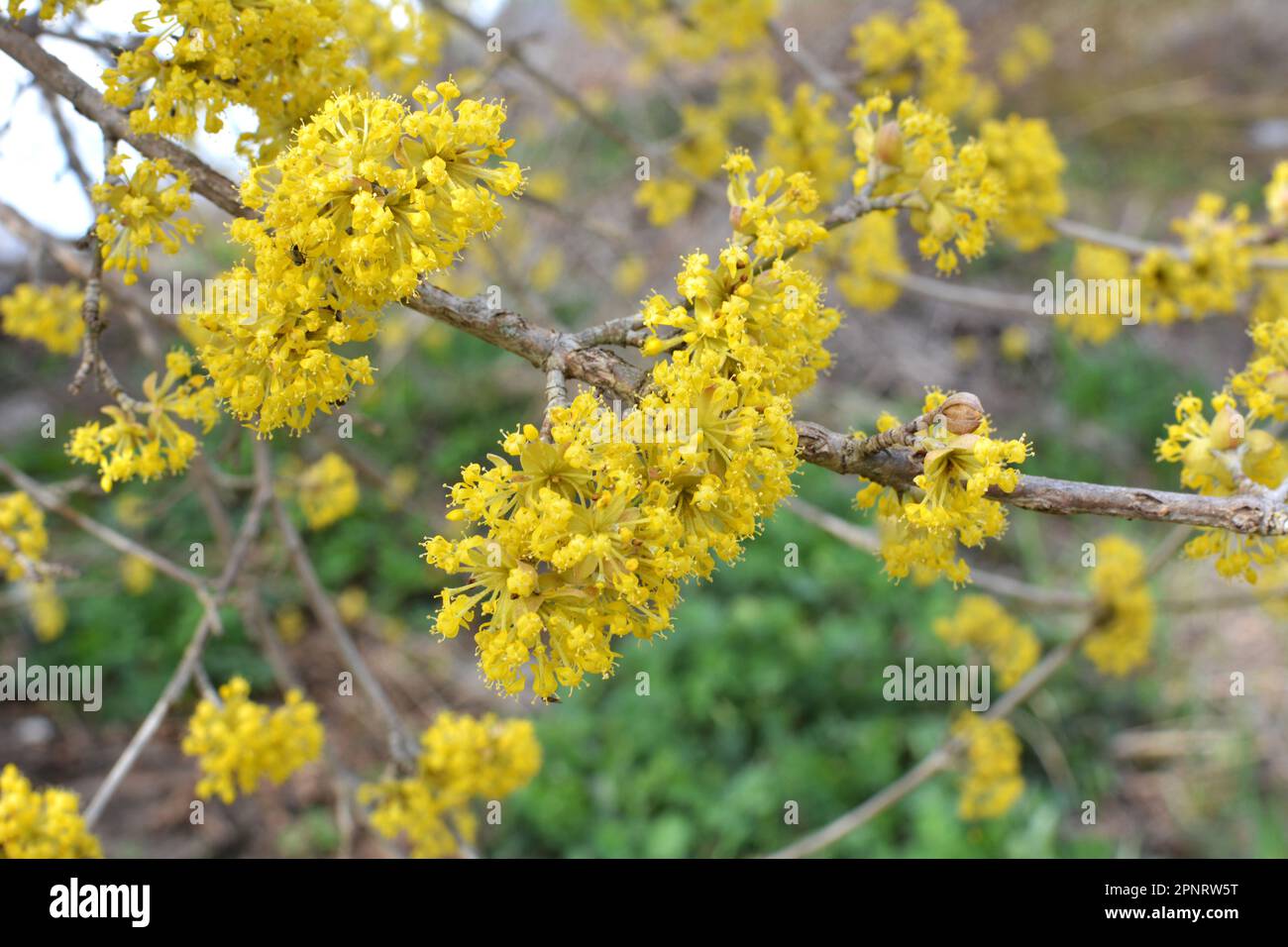 In spring cornel is real (Cornus mas) blooms in the wild Stock Photo ...