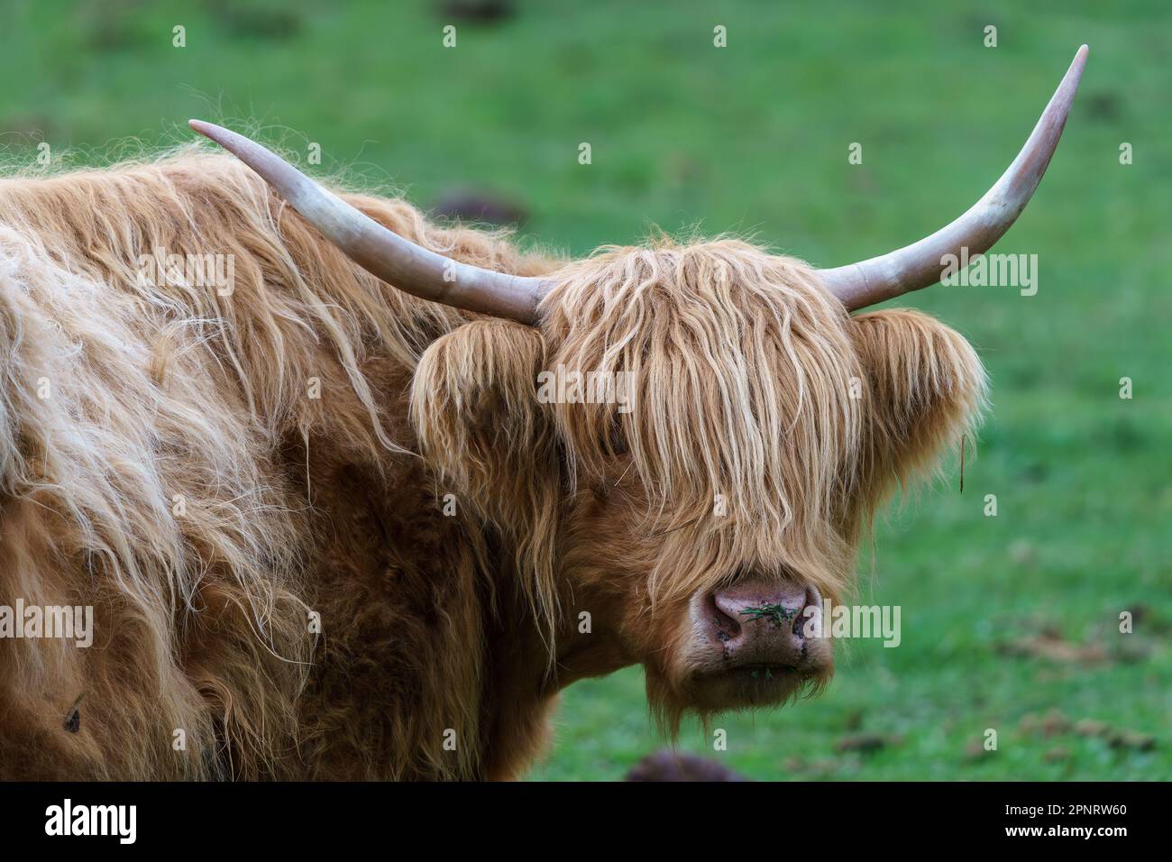 The Highland cow - is a Scottish breed of rustic beef cattle Stock ...