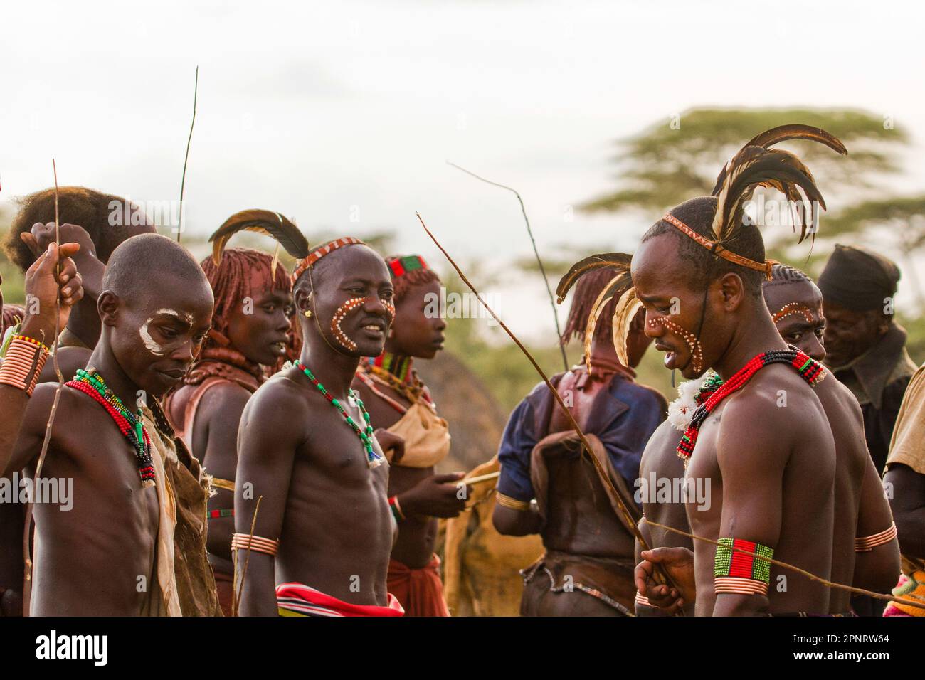 Bull-jumping ceremony Hamer Tribe, Ethiopia Stock Photo - Alamy