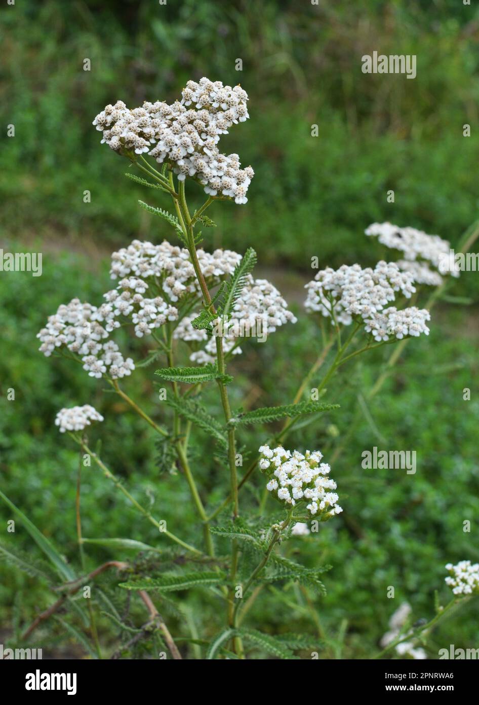Yarrow (Achillea) blooms in the wild among grasses Stock Photo - Alamy