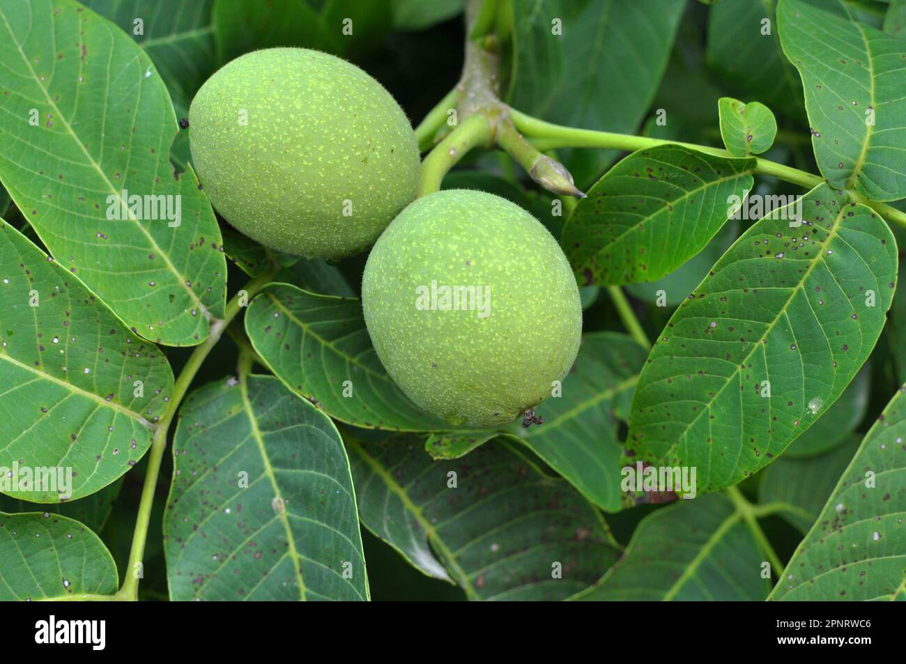 Walnut shell texture hi-res stock photography and images - Alamy