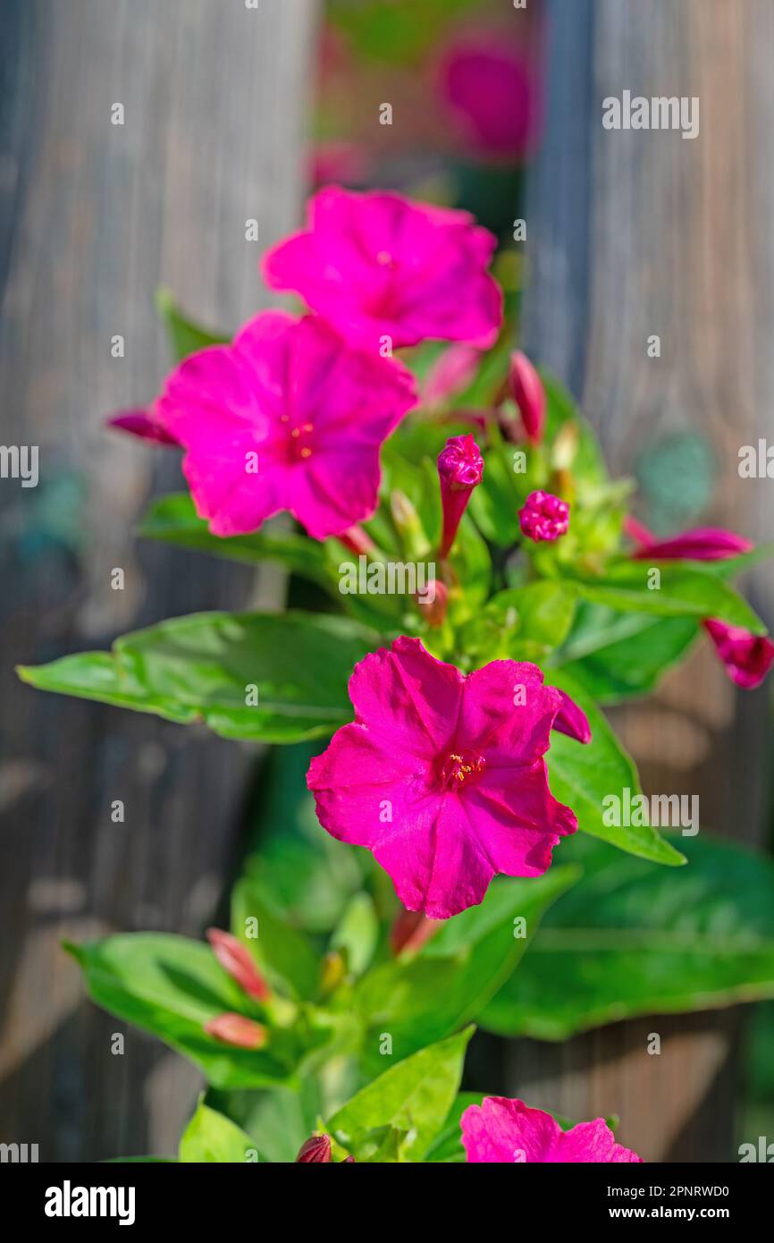 Blooming wonder flower, Mirabilis jalapa Stock Photo - Alamy