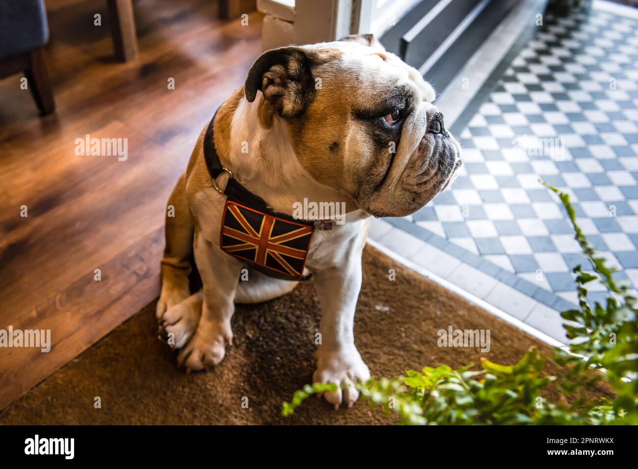 British bulldog sitting looking out in the entrance of the door with ...