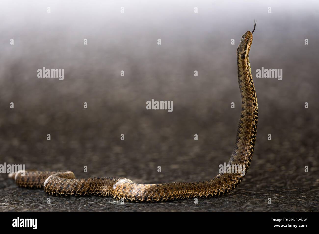 Beautiful venomous european snake viper hi-res stock photography and ...