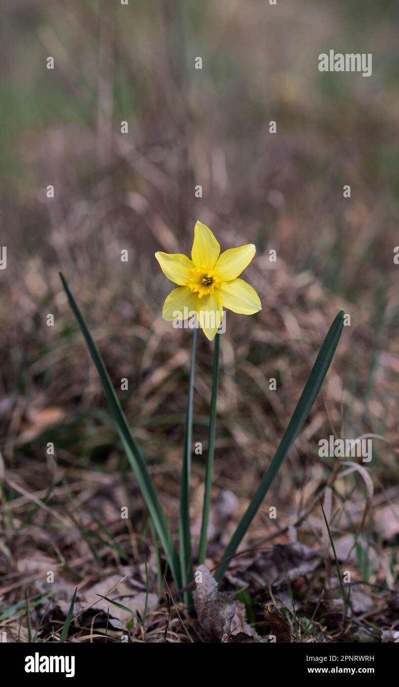 Yellow daffodil flower bed hi-res stock photography and images - Alamy