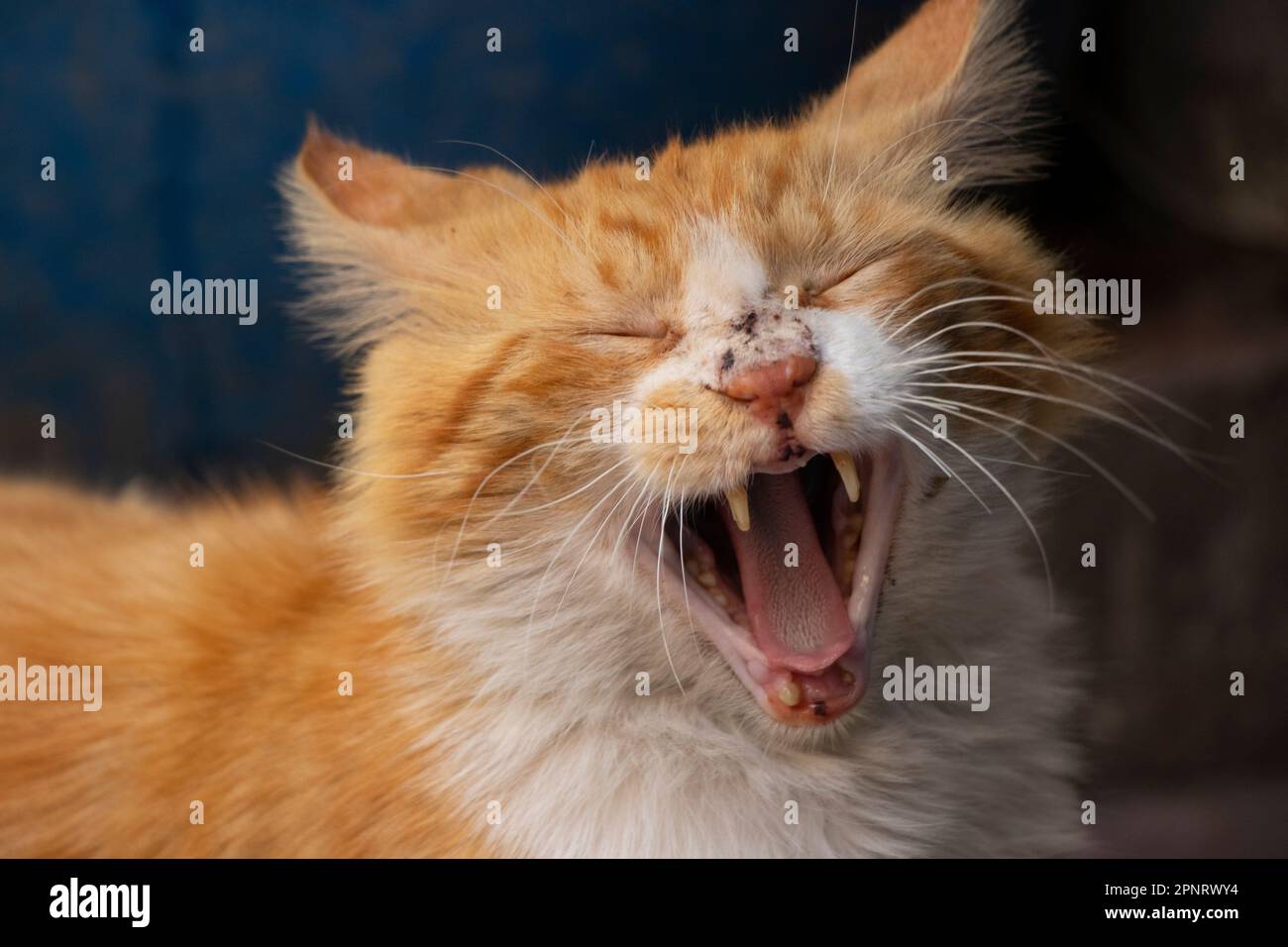 A yellow cat is yawning with sharp teeth Stock Photo - Alamy
