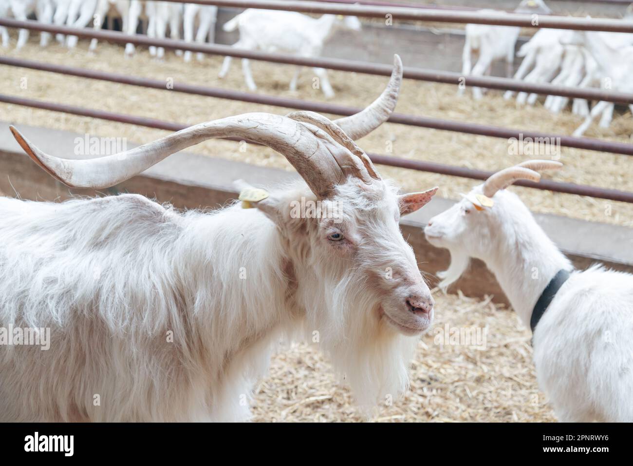 Dominator Male Goat with large Horns and Goat Female in on Livestock ...