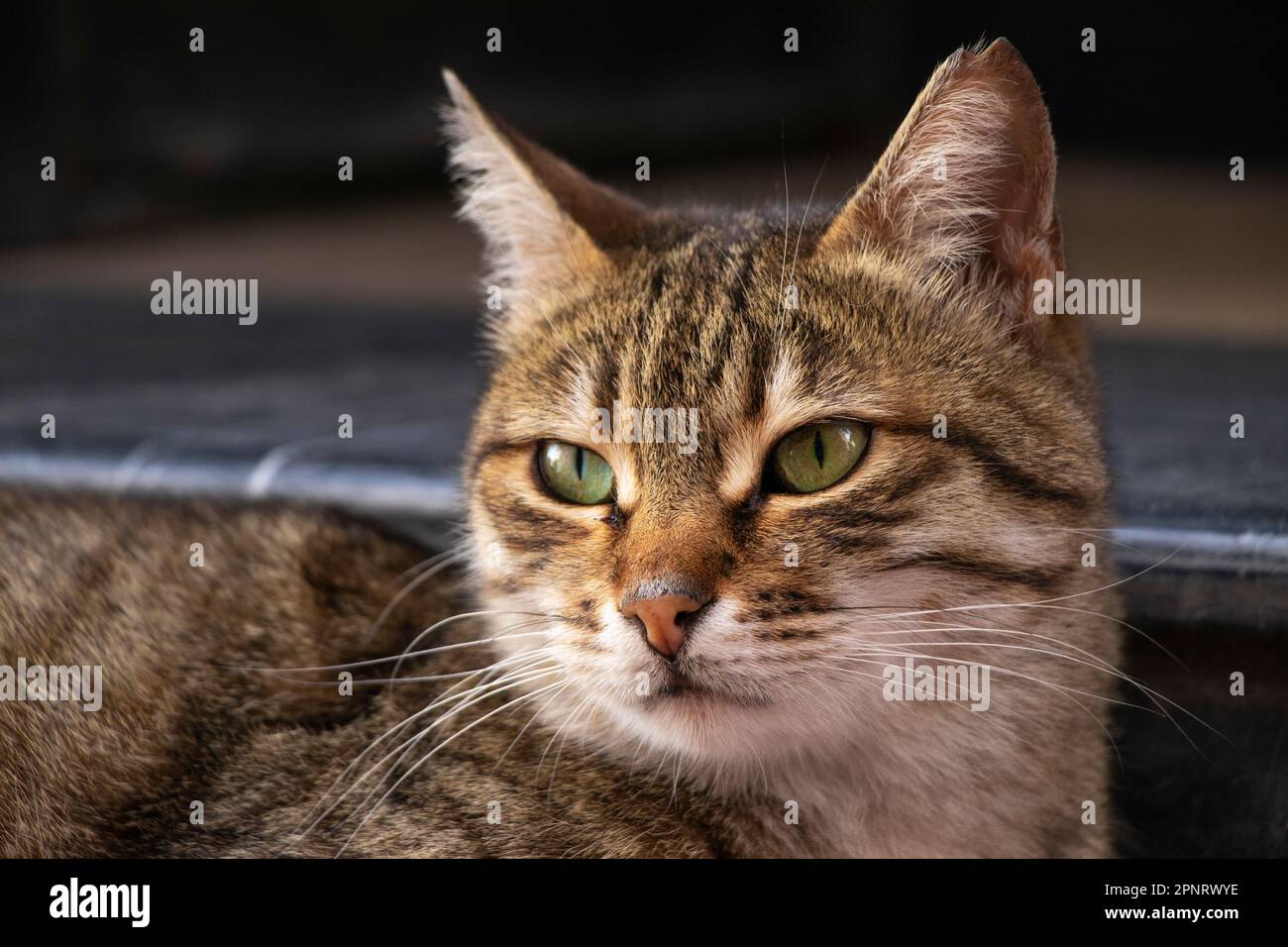 A beautiful cat with perfect ear is posing Stock Photo - Alamy