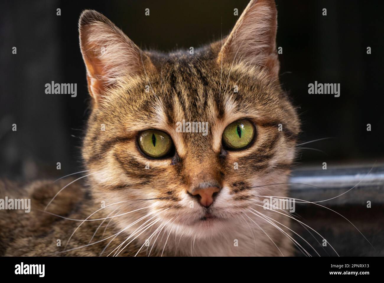 Whiskers staring eyes head animals hi-res stock photography and images ...