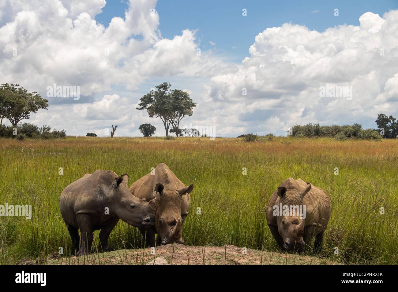Exclusive photos of White Rhino or square-lipped rhinoceros ...