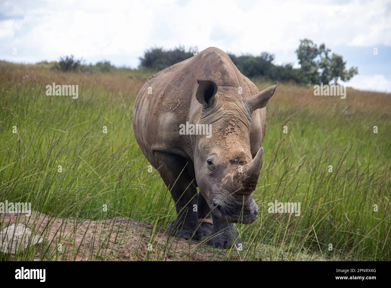 Exclusive photos of White Rhino or square-lipped rhinoceros ...