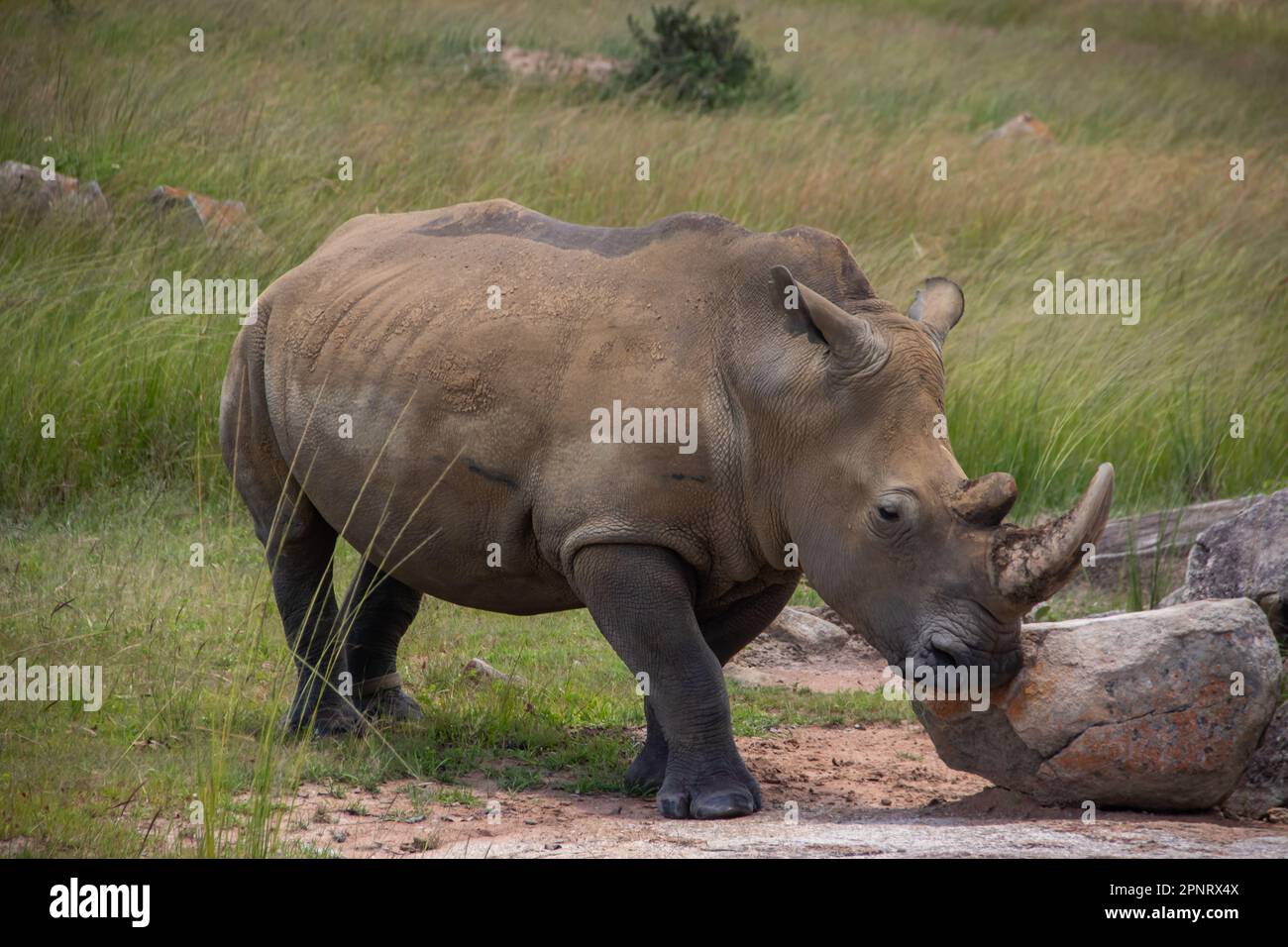 Exclusive photos of White Rhino or square-lipped rhinoceros ...