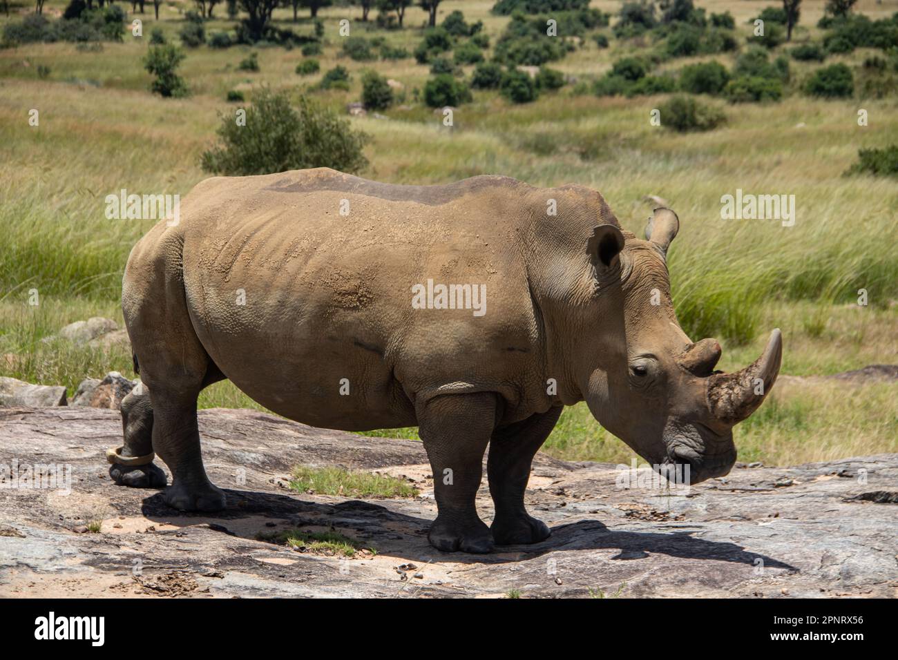 Exclusive photos of White Rhino or square-lipped rhinoceros ...
