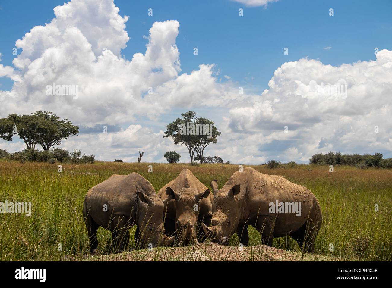 Exclusive photos of White Rhino or square-lipped rhinoceros ...