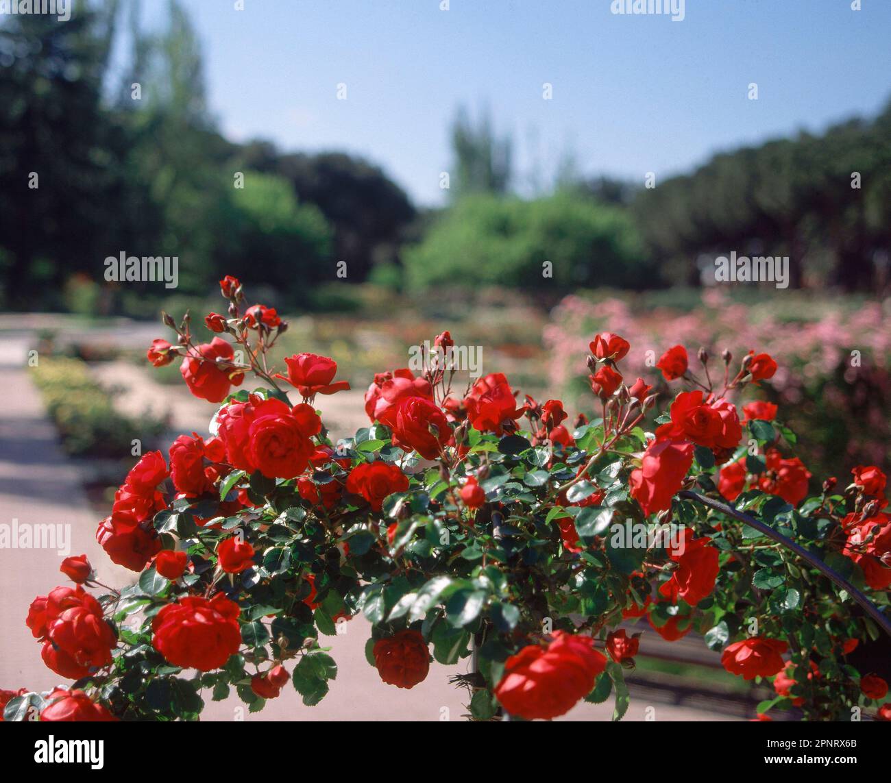 ROSAL DE FLORES ROJAS. Location: PARQUE DEL OESTE. MADRID. SPAIN Stock ...