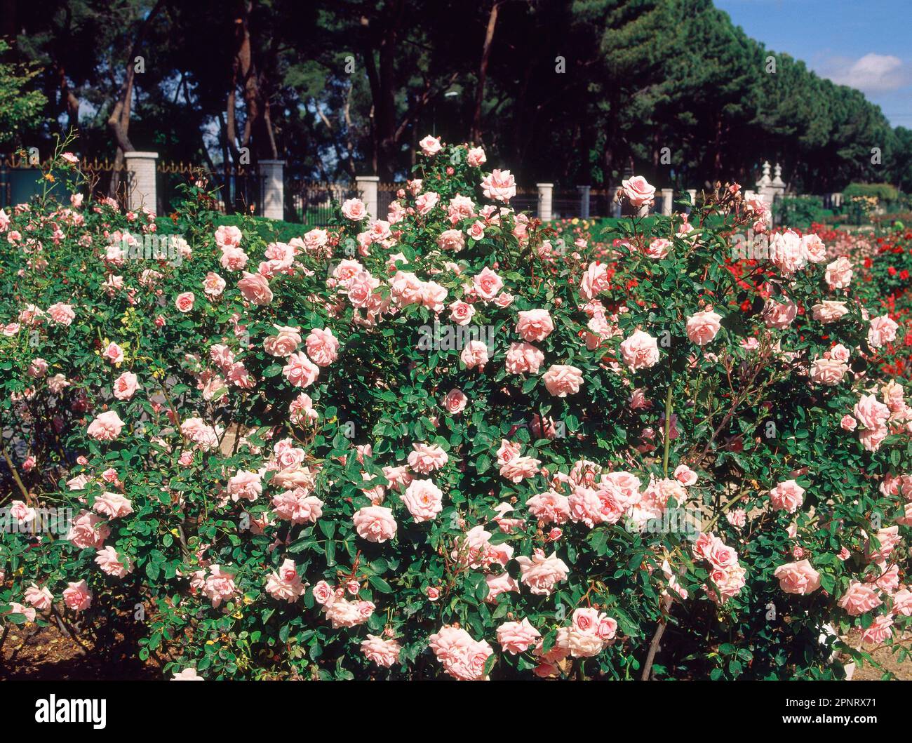 Rosaleda del parque del oeste hi-res stock photography and images - Alamy
