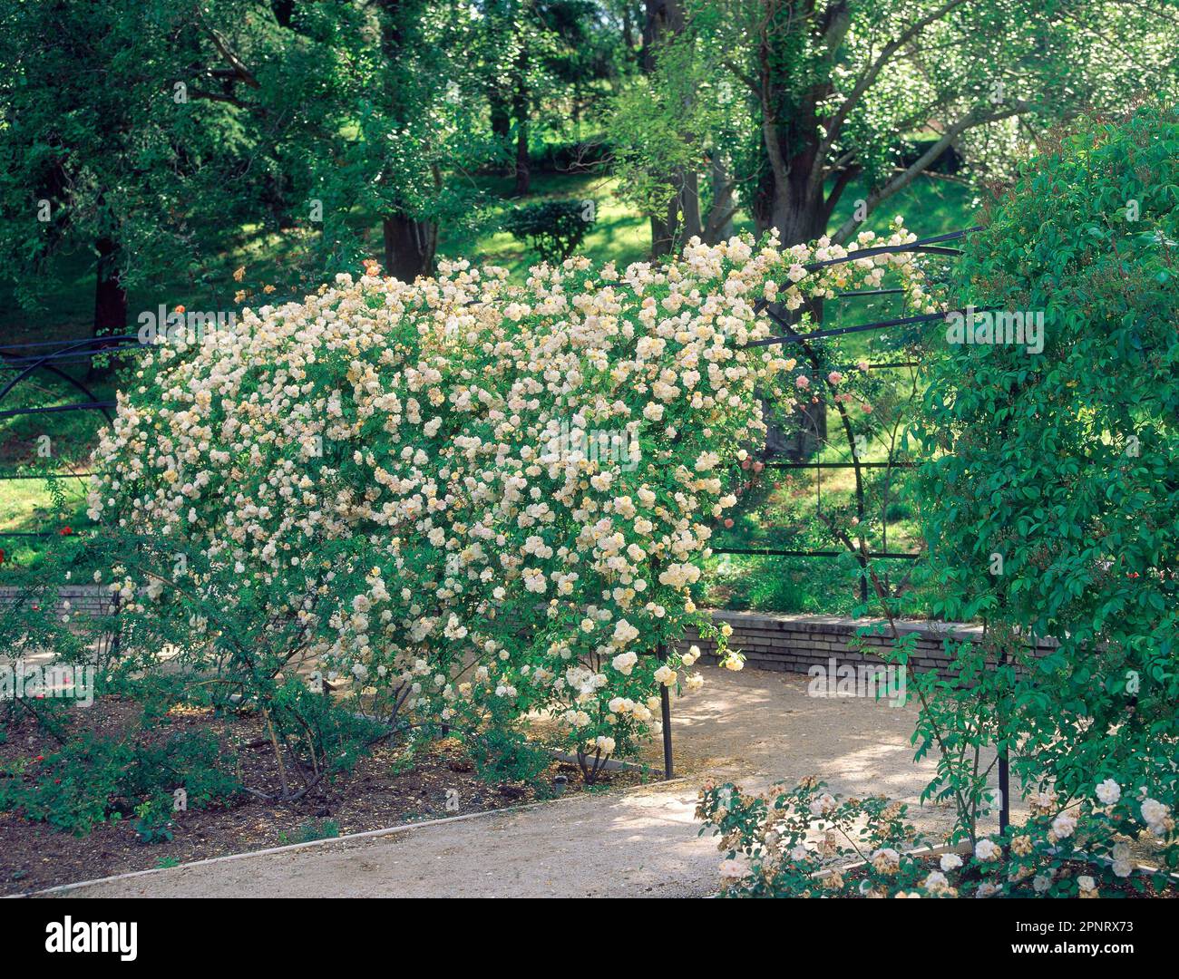 Rosaleda del parque del oeste hi-res stock photography and images - Alamy