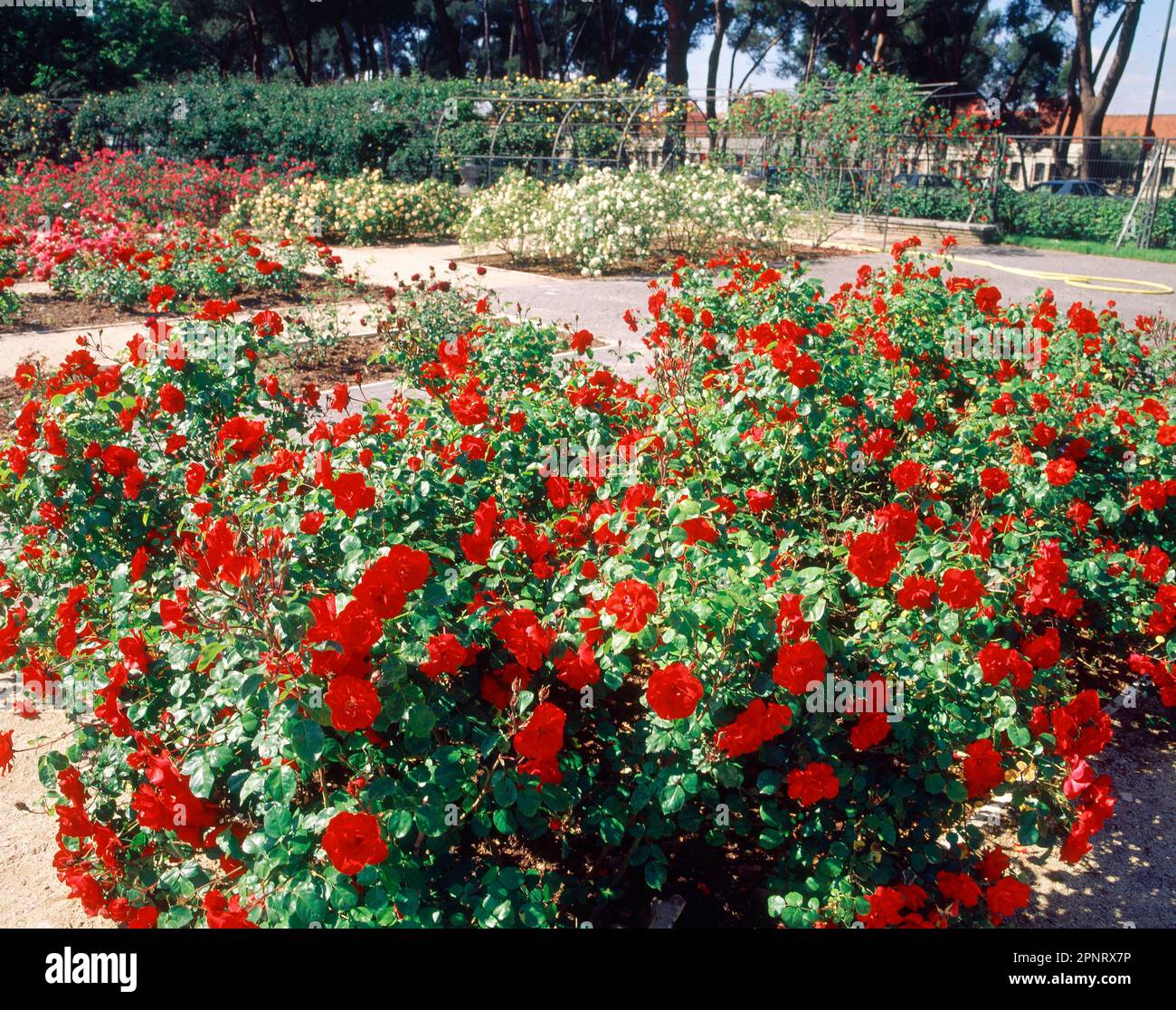 Rosaleda del parque del oeste hi-res stock photography and images - Alamy