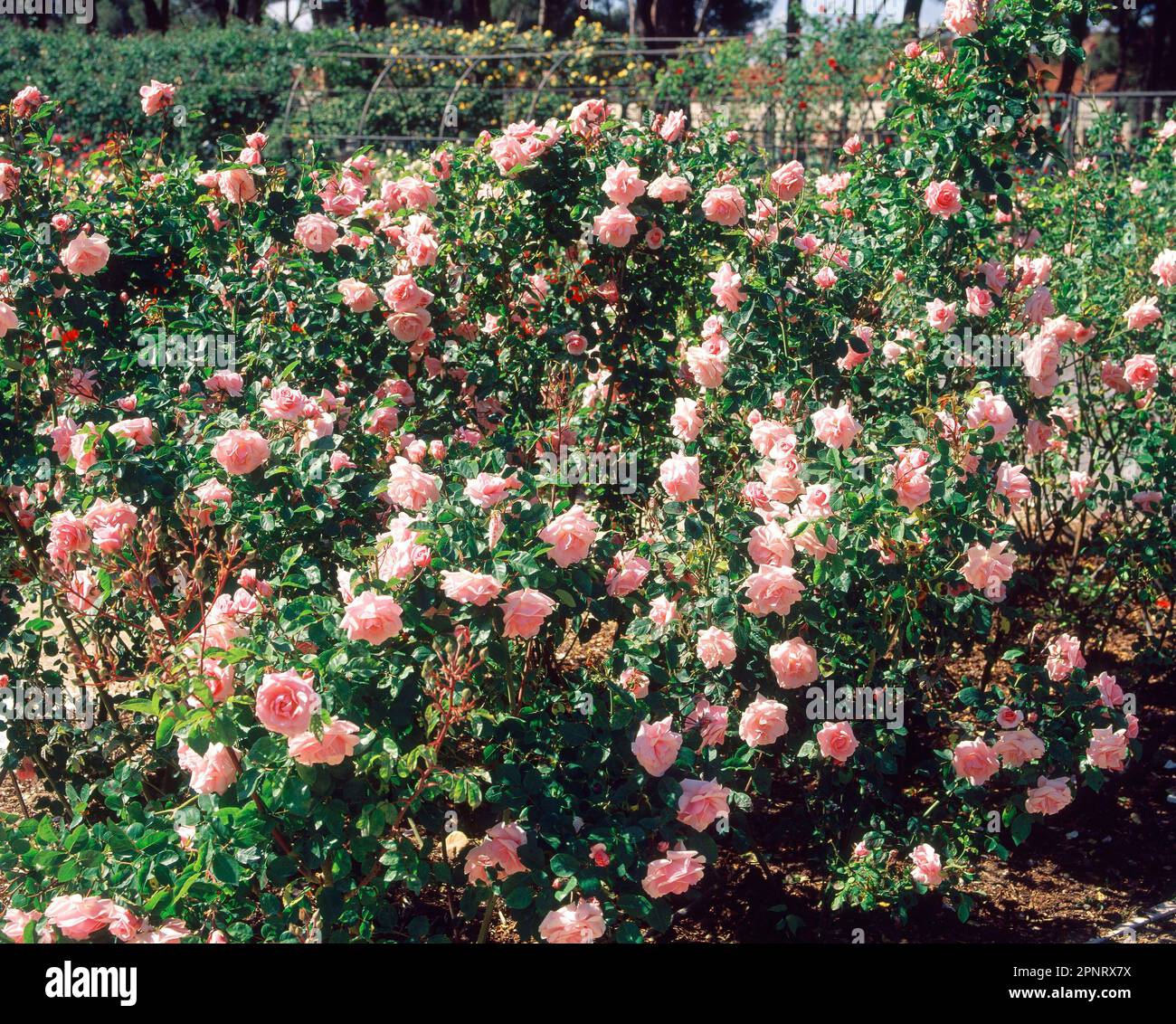Rosaleda del parque del oeste hi-res stock photography and images - Alamy