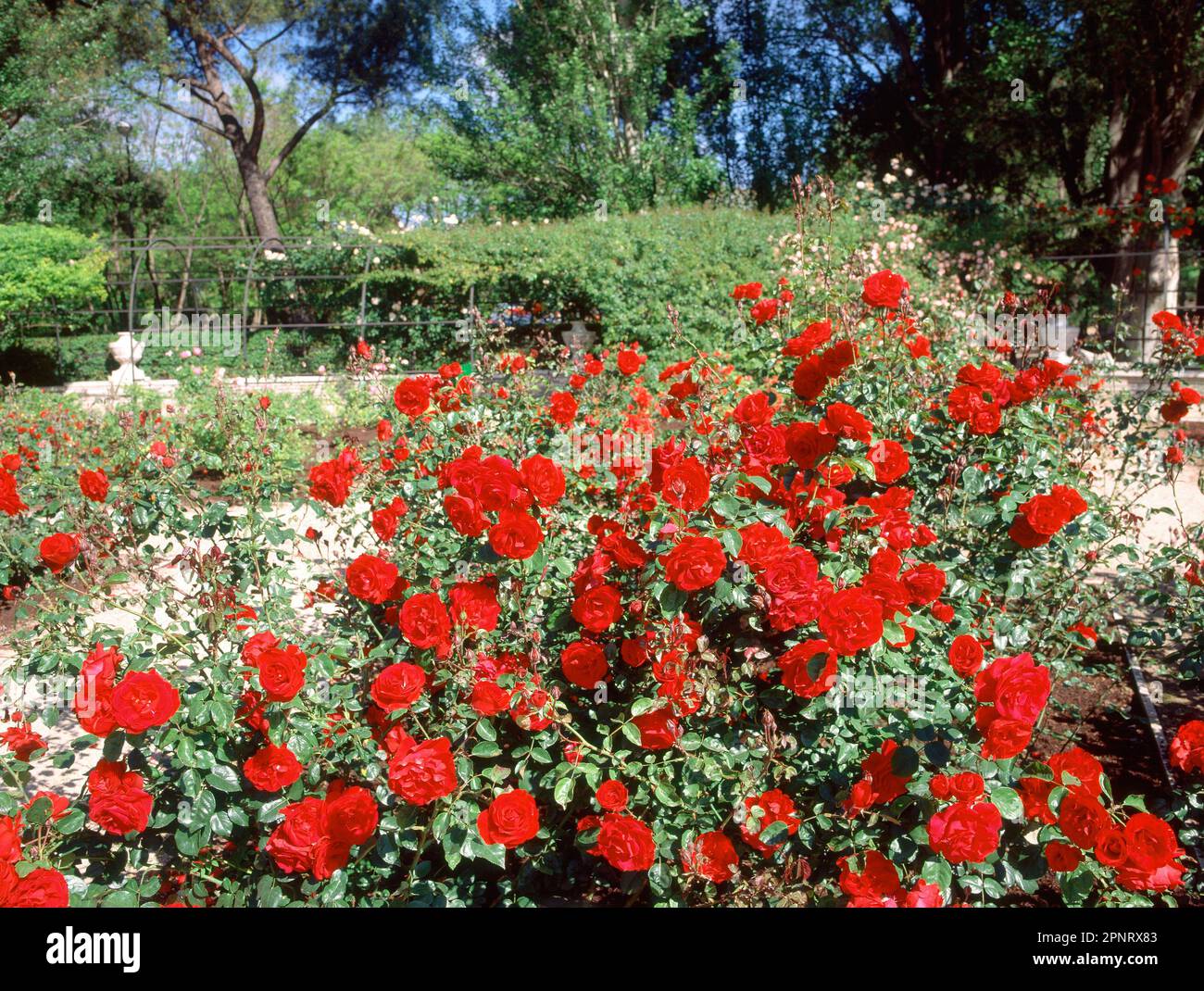 Rosaleda del parque del oeste hi-res stock photography and images - Alamy