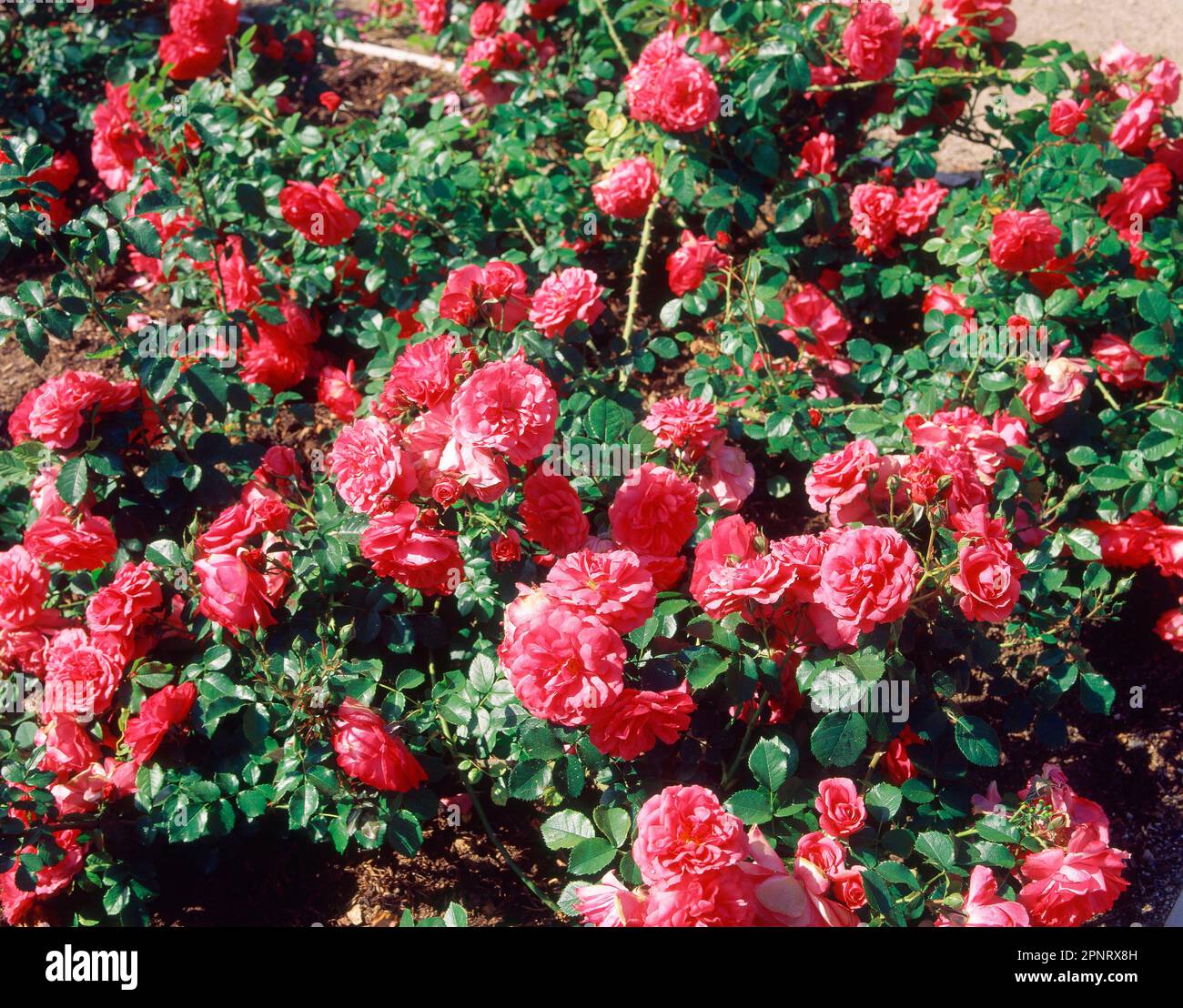 Rosas del parque hi-res stock photography and images - Alamy