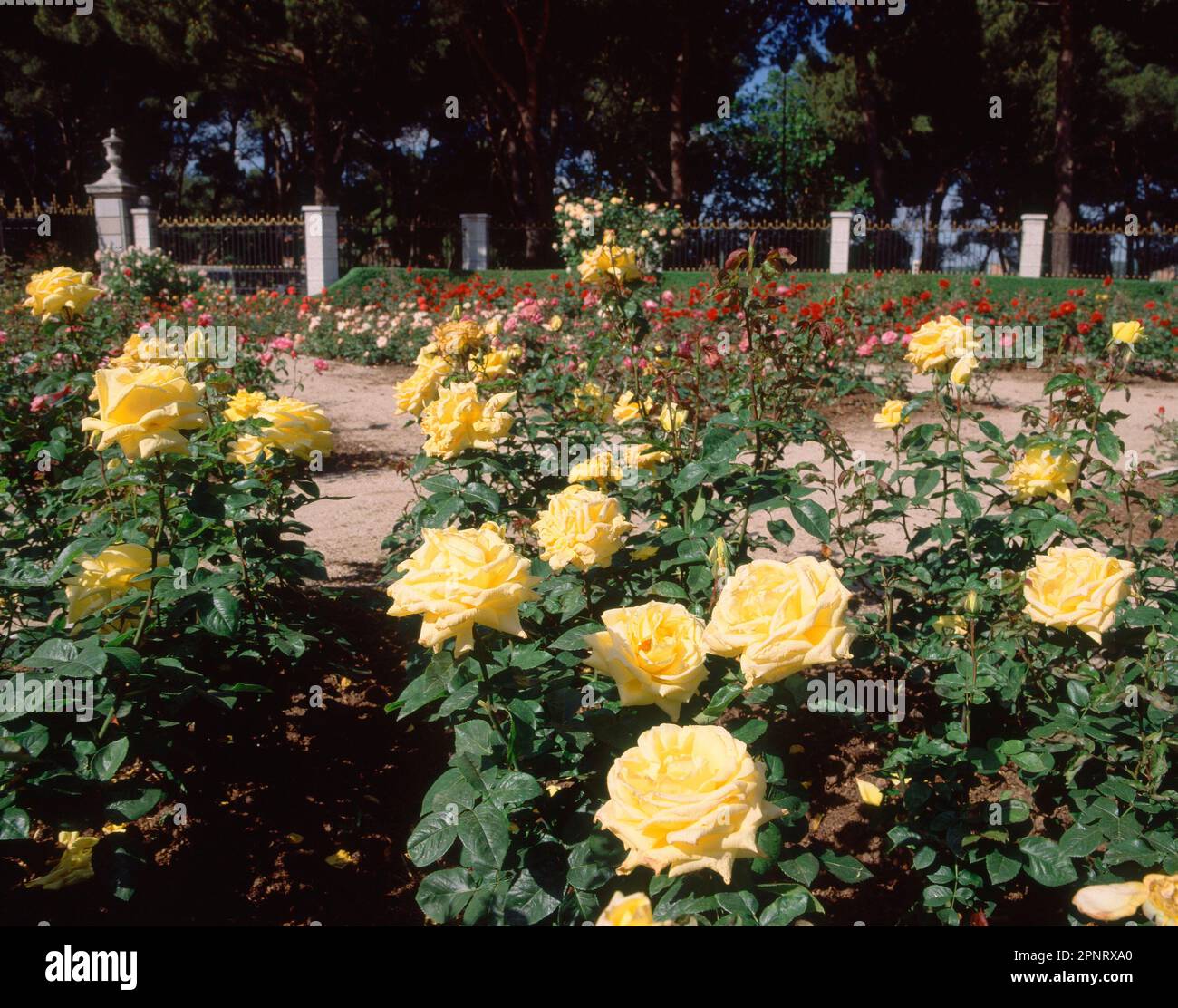 ROSAL CON FLORES AMARILLAS. Location: PARQUE DEL OESTE. MADRID. SPAIN ...