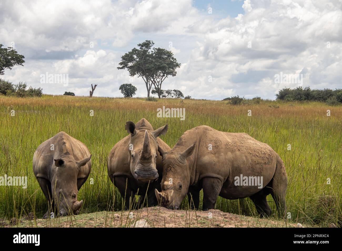 White Rhino or square-lipped rhinoceros (Ceratotherium simum) in Imire ...