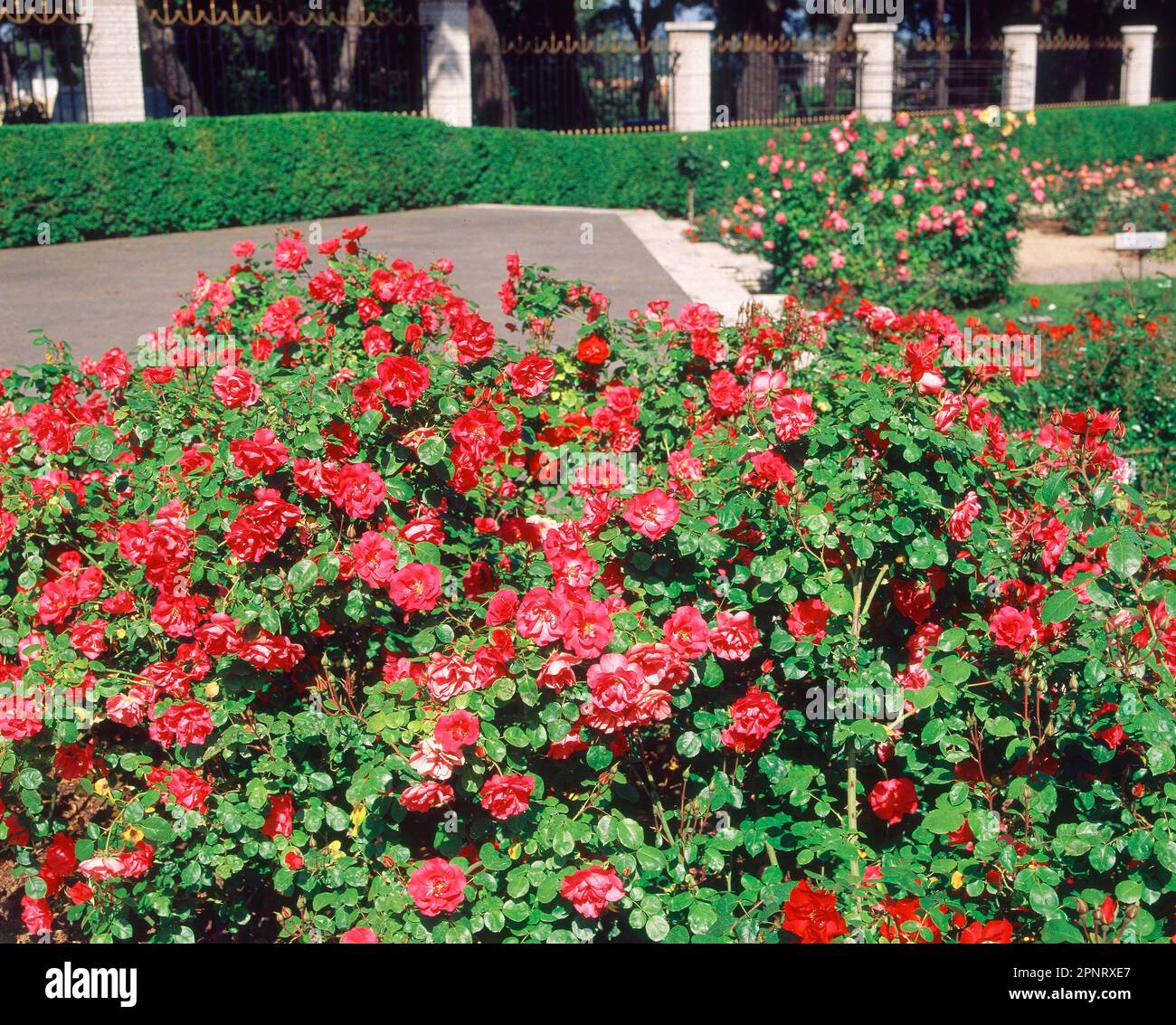 Rosas del parque hi-res stock photography and images - Alamy
