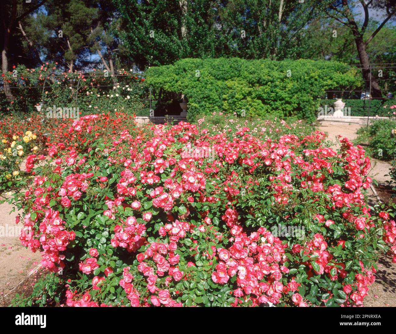 Rosas del parque hi-res stock photography and images - Alamy