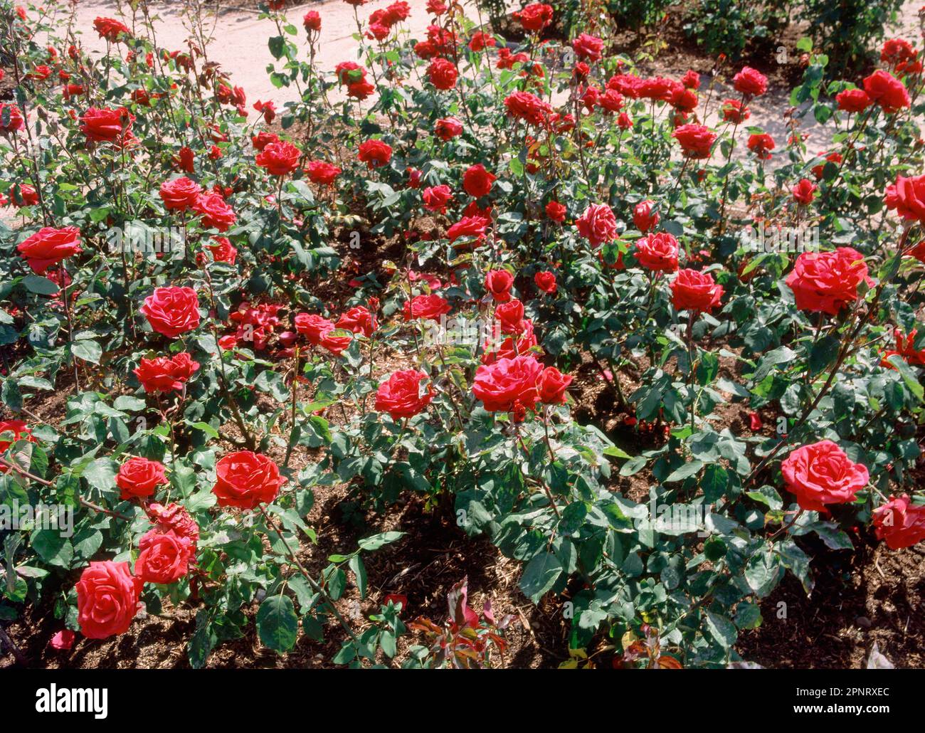 Rosas del parque hi-res stock photography and images - Alamy