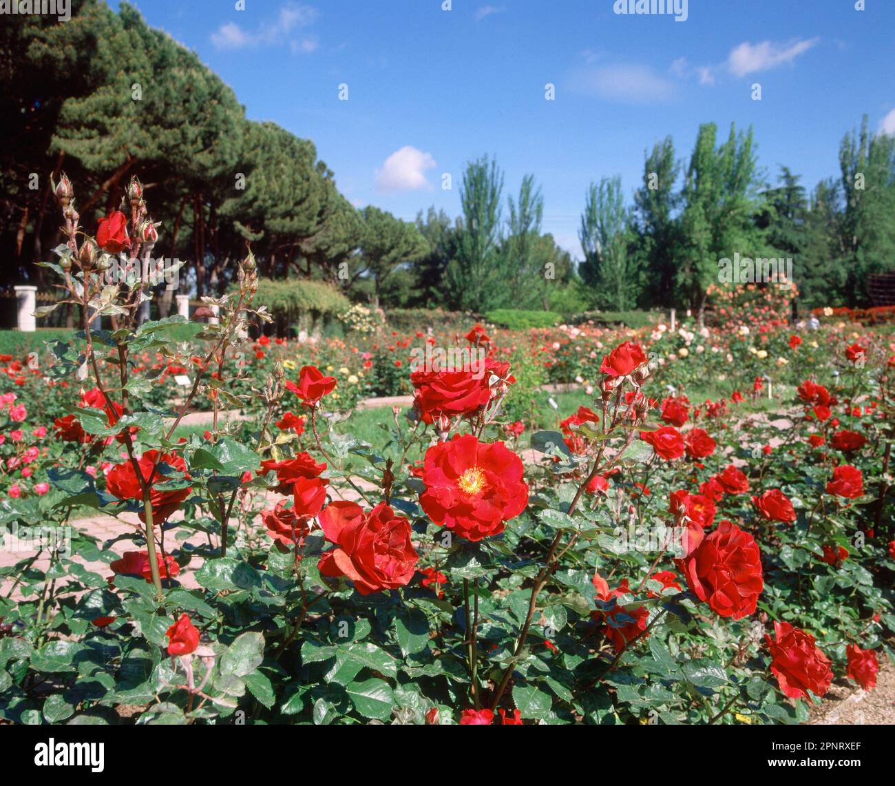 Rosaleda del parque del oeste hi-res stock photography and images - Alamy