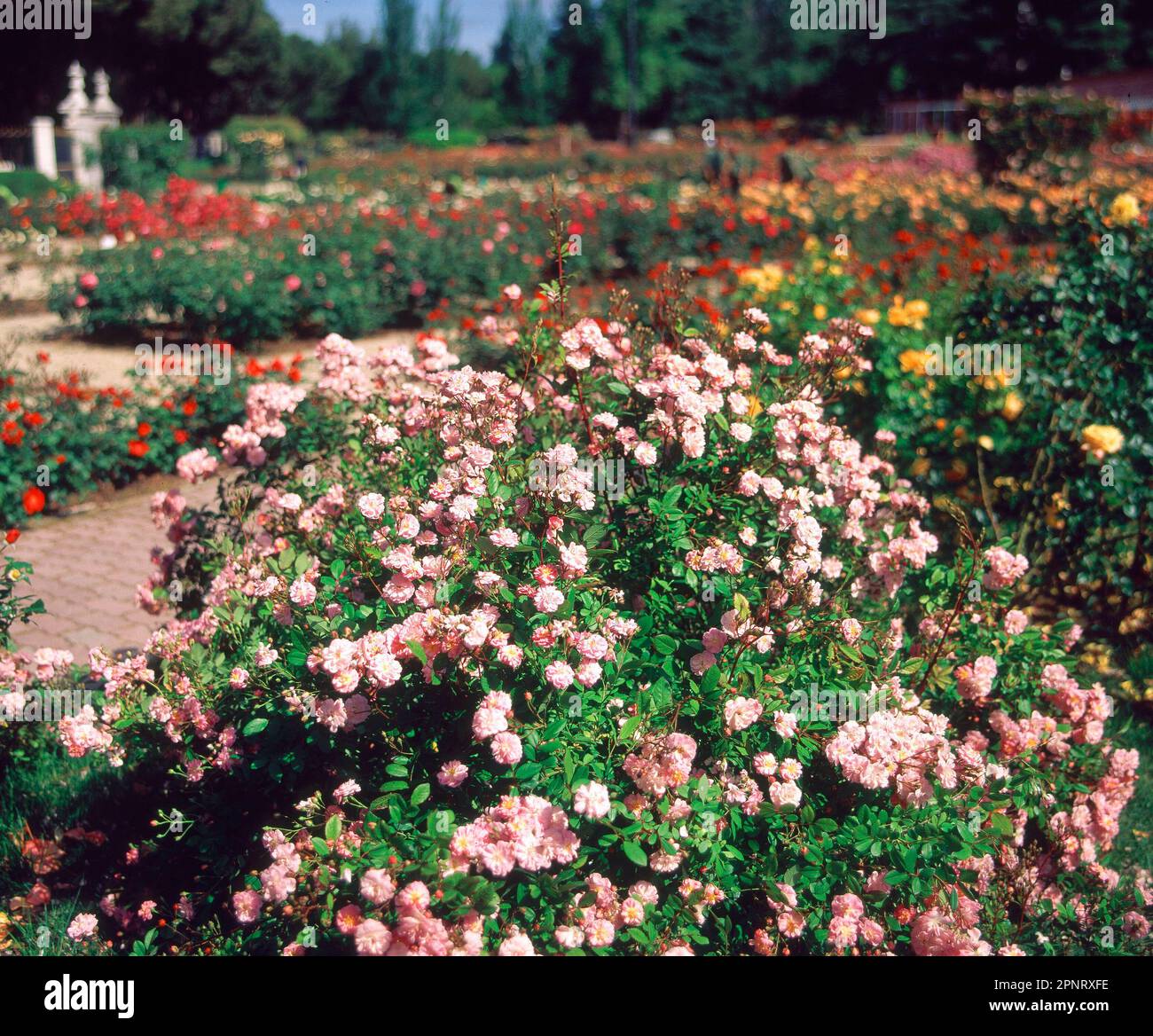 Rosaleda del parque del oeste hi-res stock photography and images - Alamy