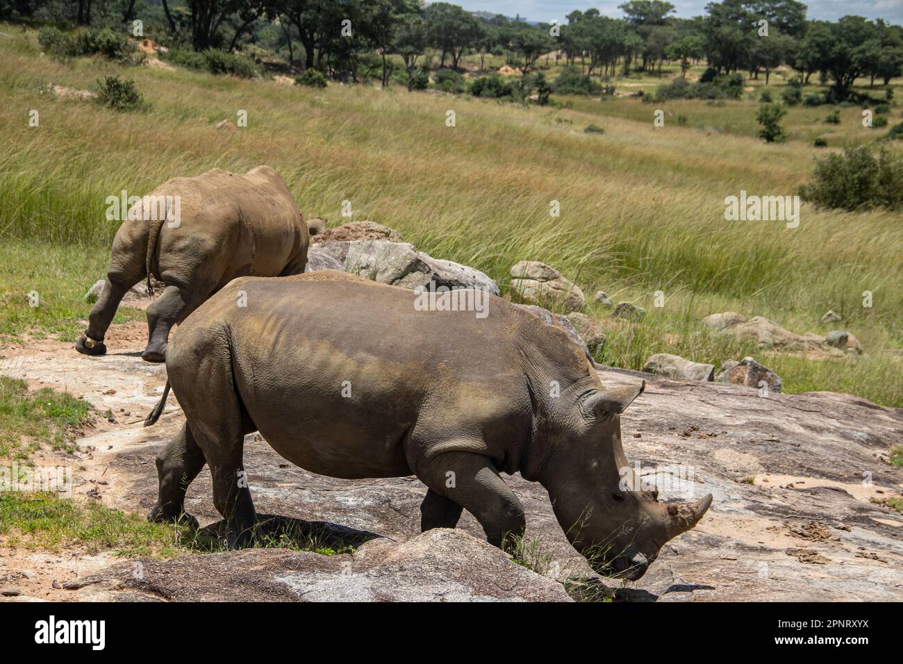White Rhino or square-lipped rhinoceros (Ceratotherium simum) in Imire ...