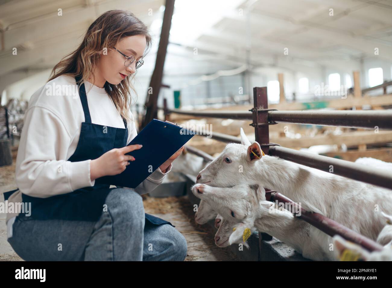 Vet doctor making notes in card about animals Stock Photo - Alamy