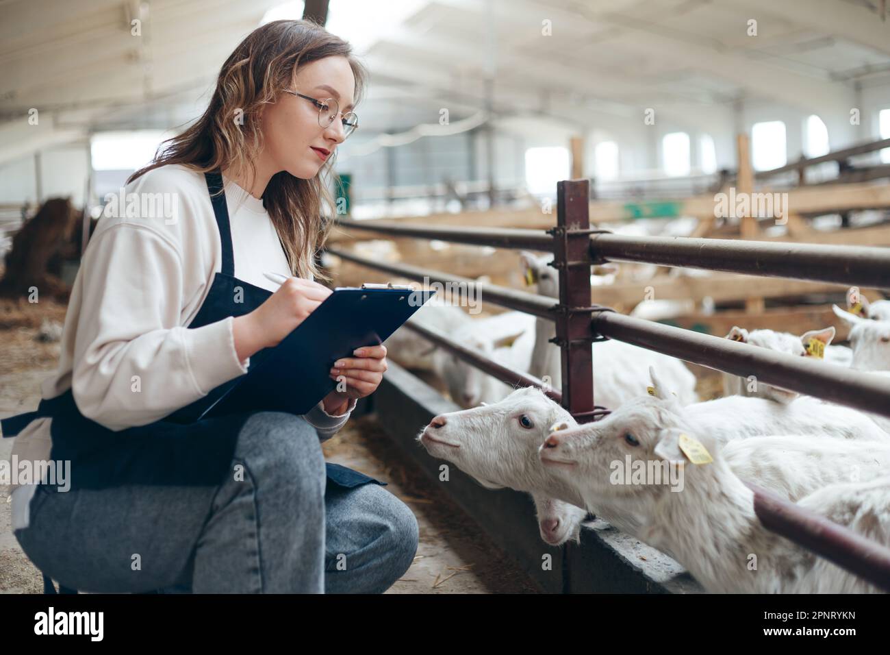 Young Caucasian Female Farm Owner checking white Goats in large ...