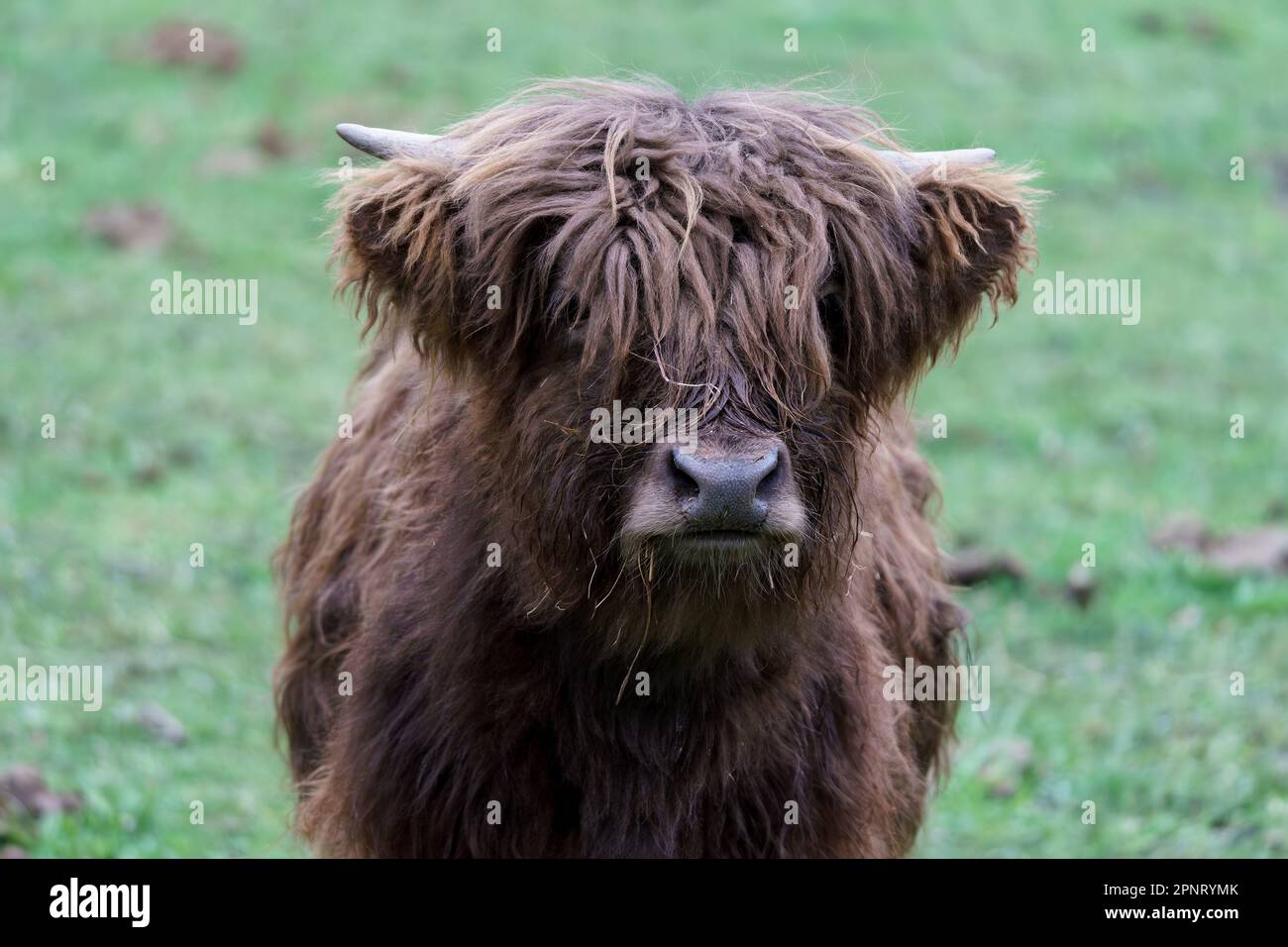 The Highland cow - is a Scottish breed of rustic beef cattle Stock ...