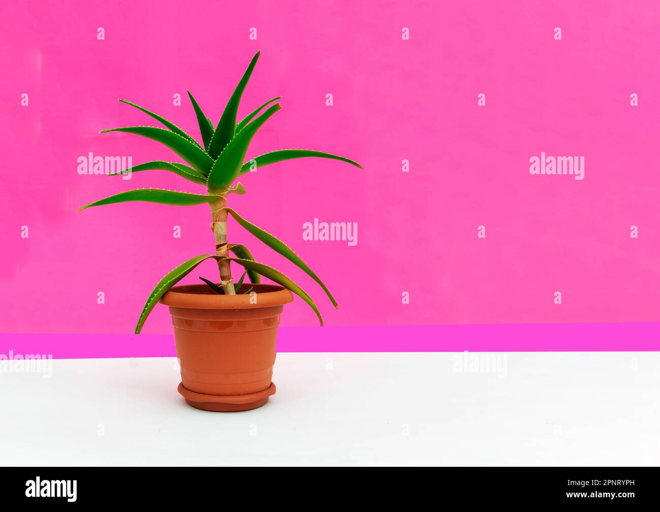 Aloe vera indoor plant soil hi-res stock photography and images - Alamy