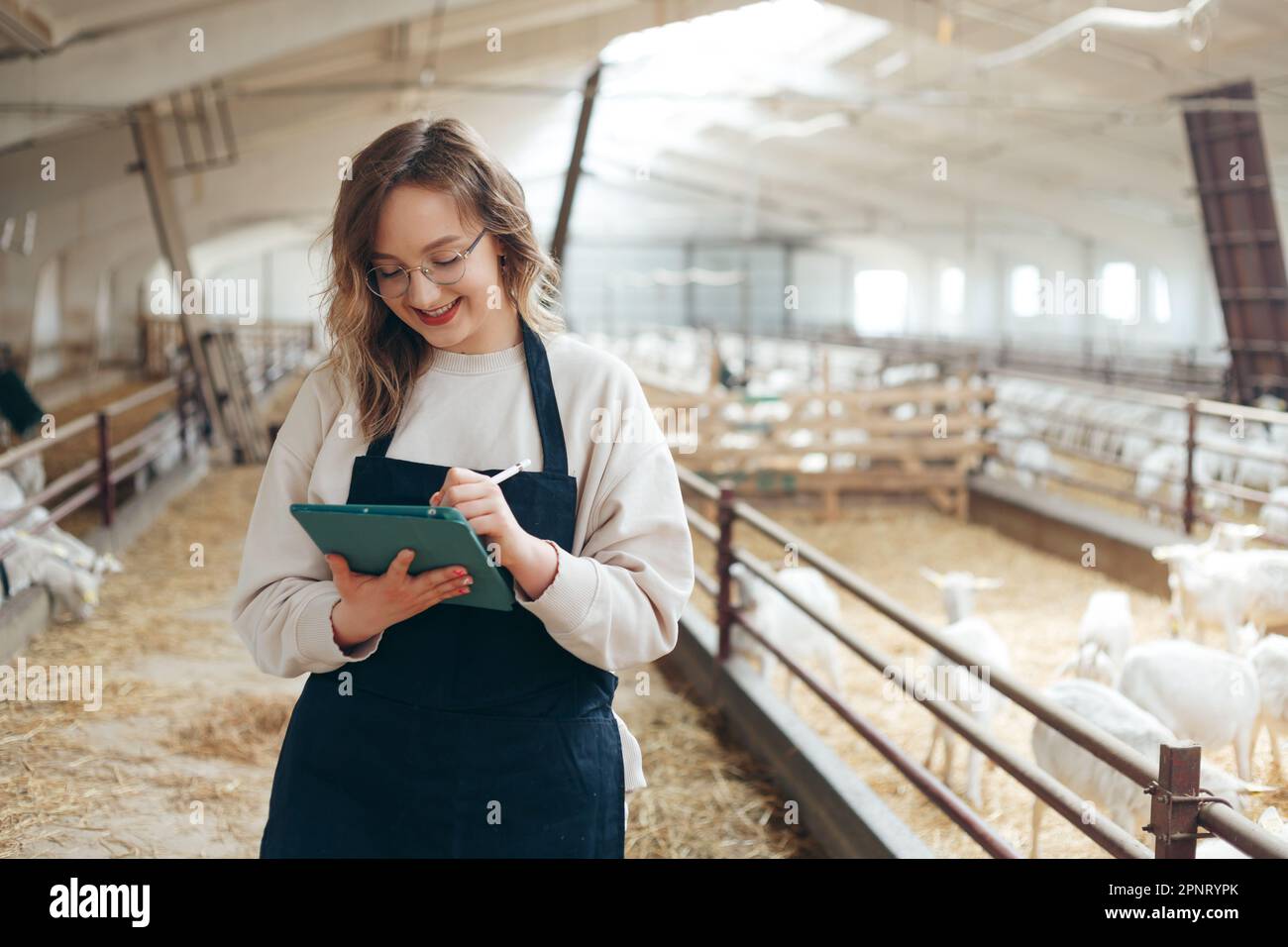 Young Caucasian Female Farm Owner with Tablet in large Livestock Stall ...