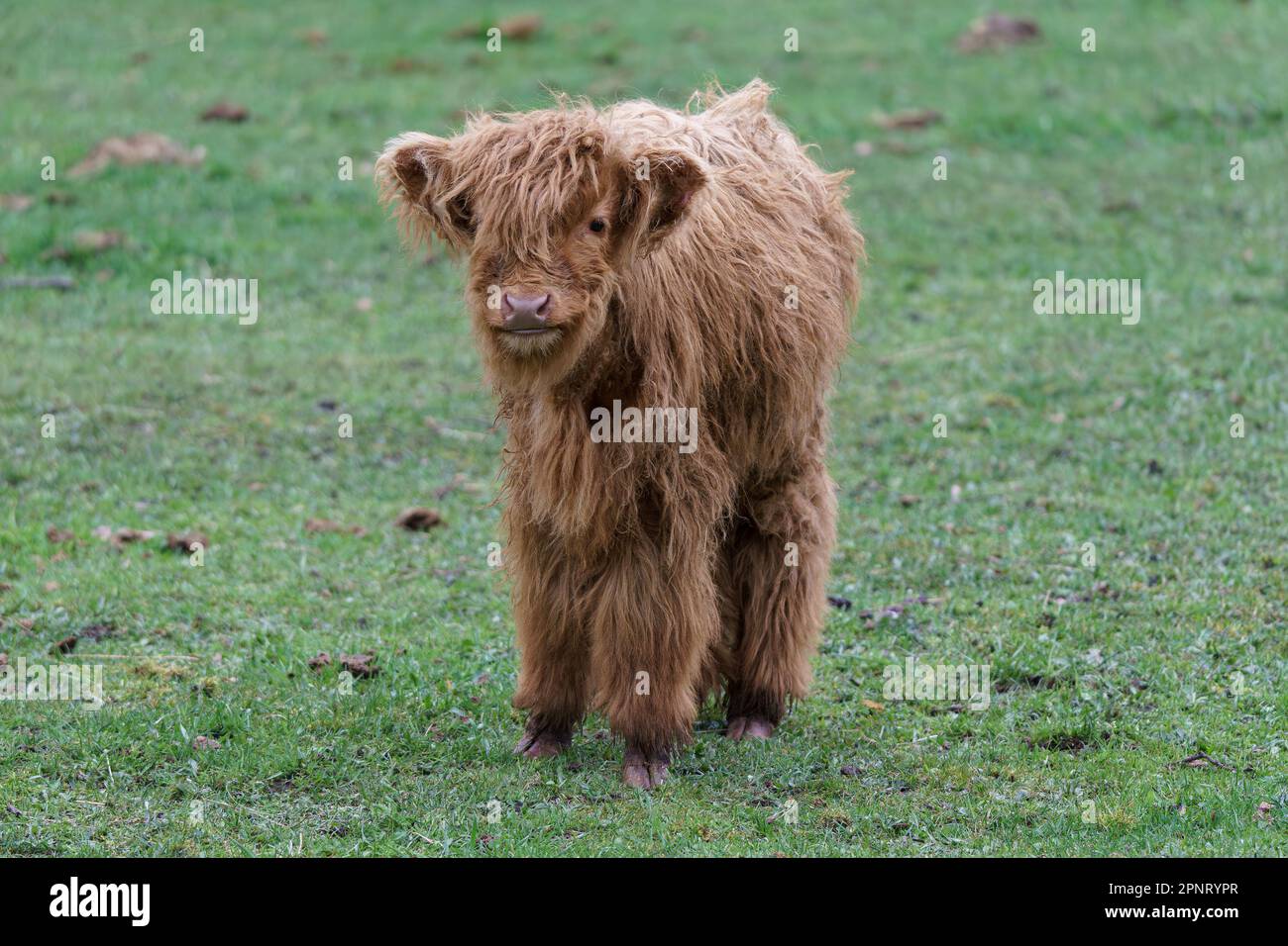 The Highland cow - is a Scottish breed of rustic beef cattle Stock ...