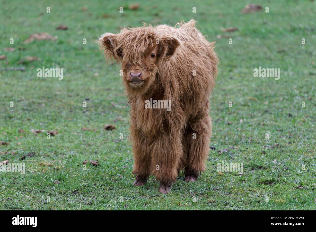 The Highland cow - is a Scottish breed of rustic beef cattle Stock ...