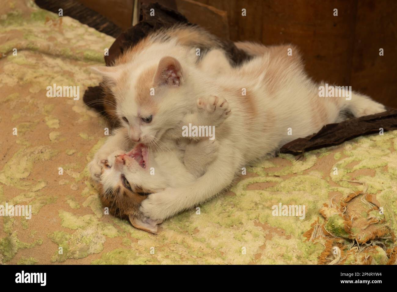 Kittens playing indoor hi-res stock photography and images - Alamy