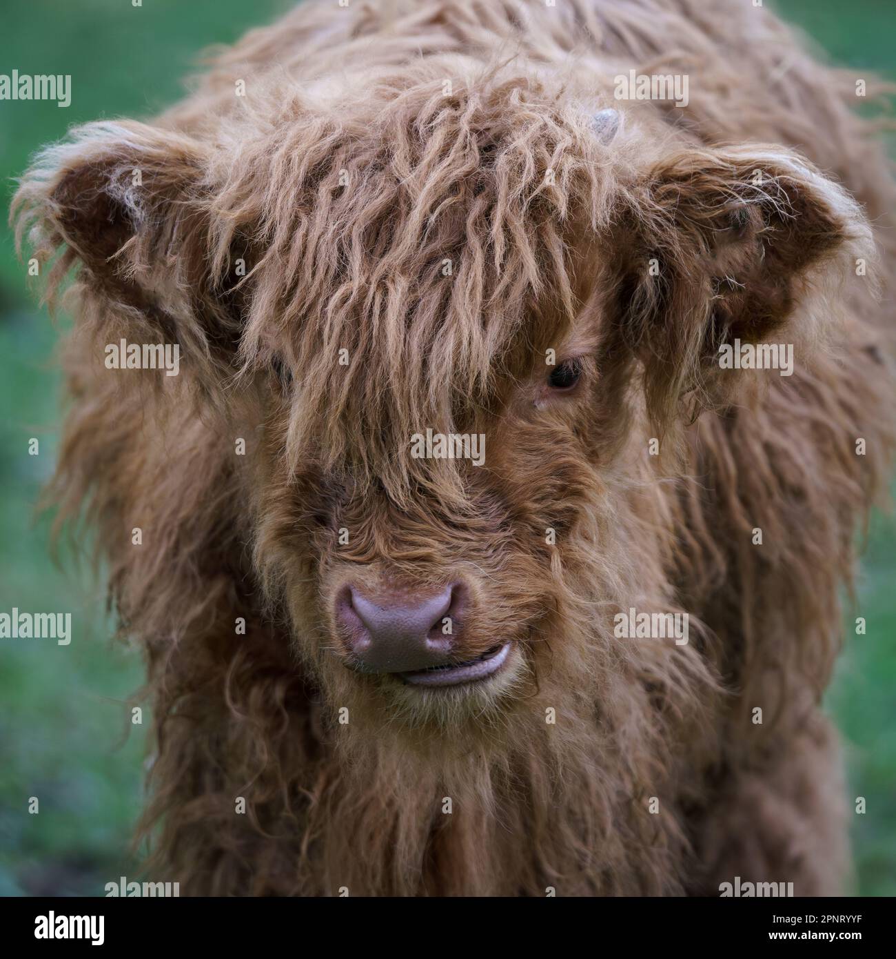 The Highland cow - is a Scottish breed of rustic beef cattle Stock ...
