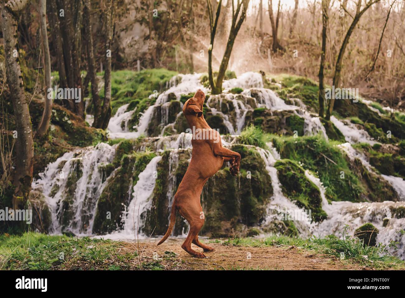 Vizsla Dog Jumping in front of Spring Waterfall Stock Photo - Alamy