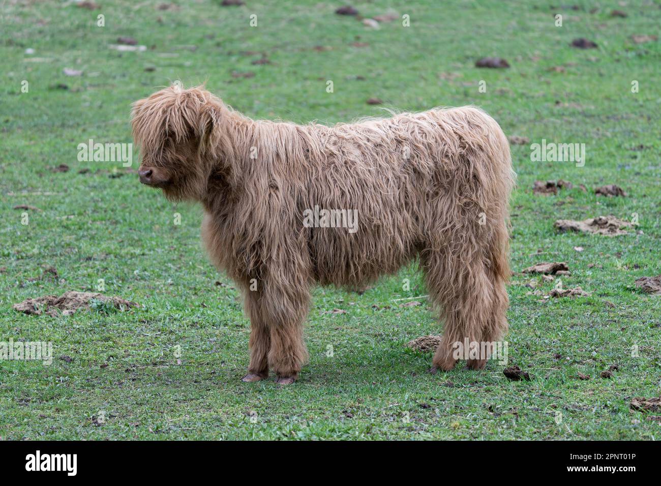 The Highland cow - is a Scottish breed of rustic beef cattle Stock ...