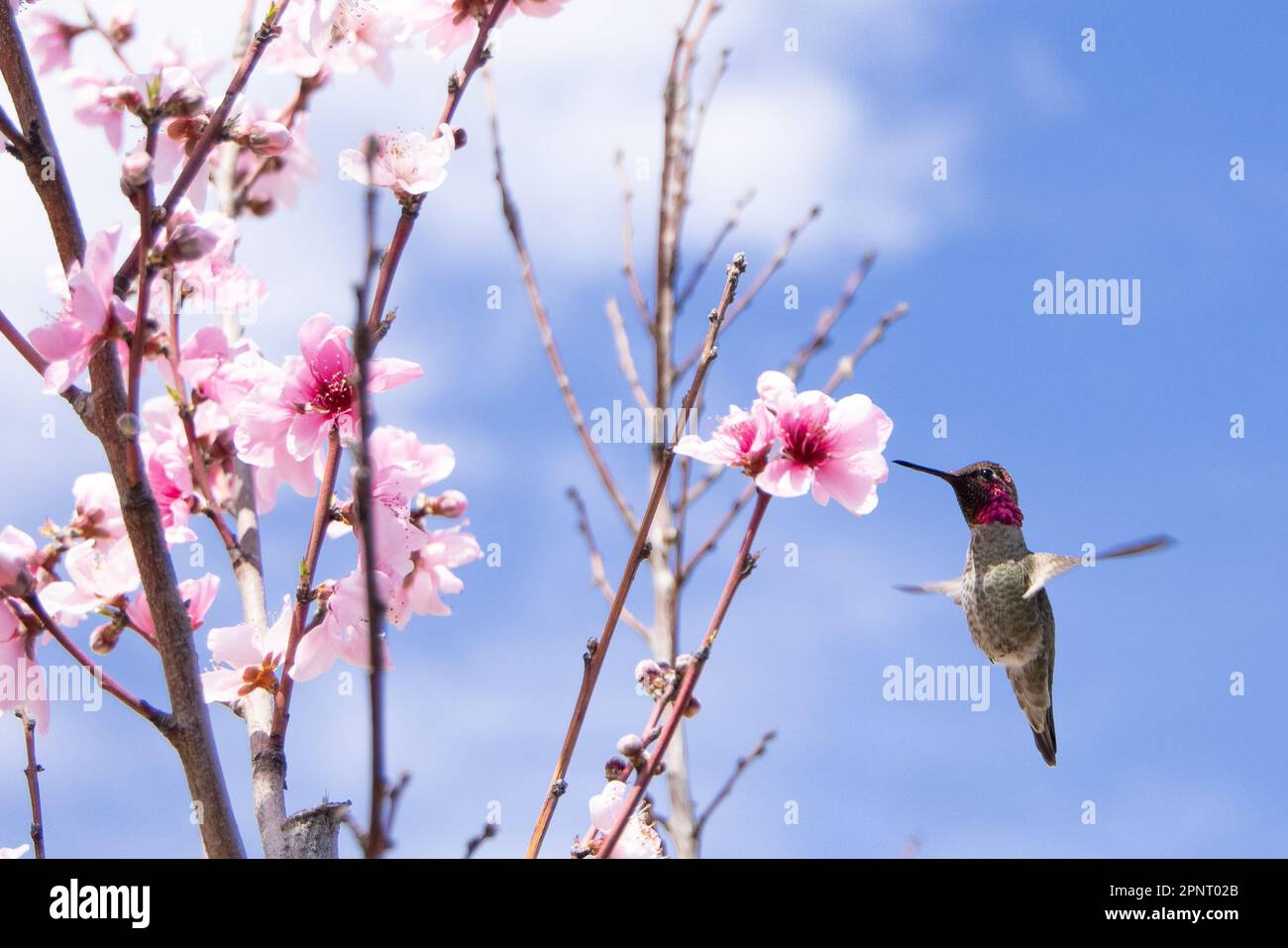 Softly wing hi-res stock photography and images - Alamy
