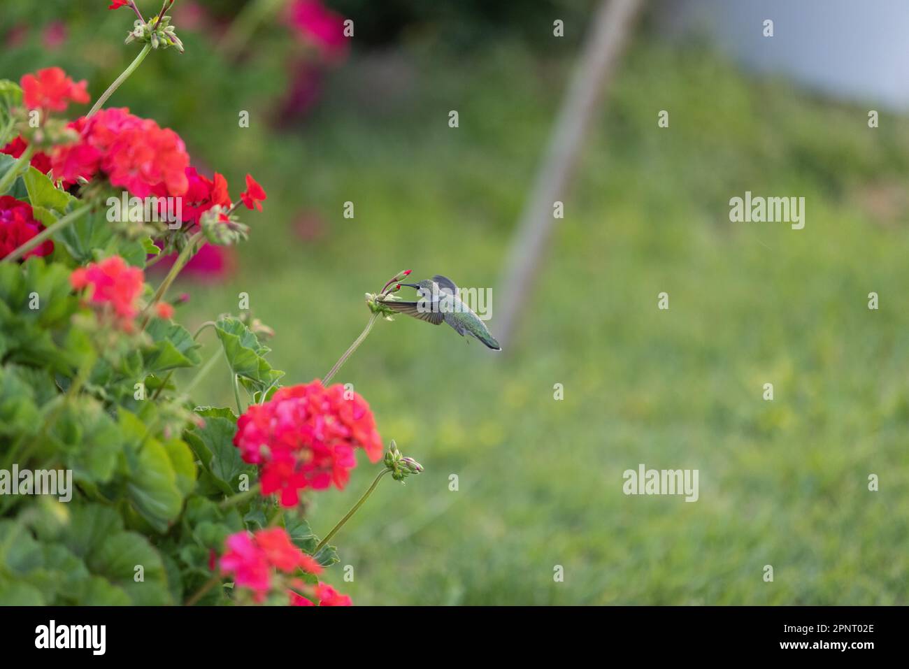 Softly wing hi-res stock photography and images - Alamy