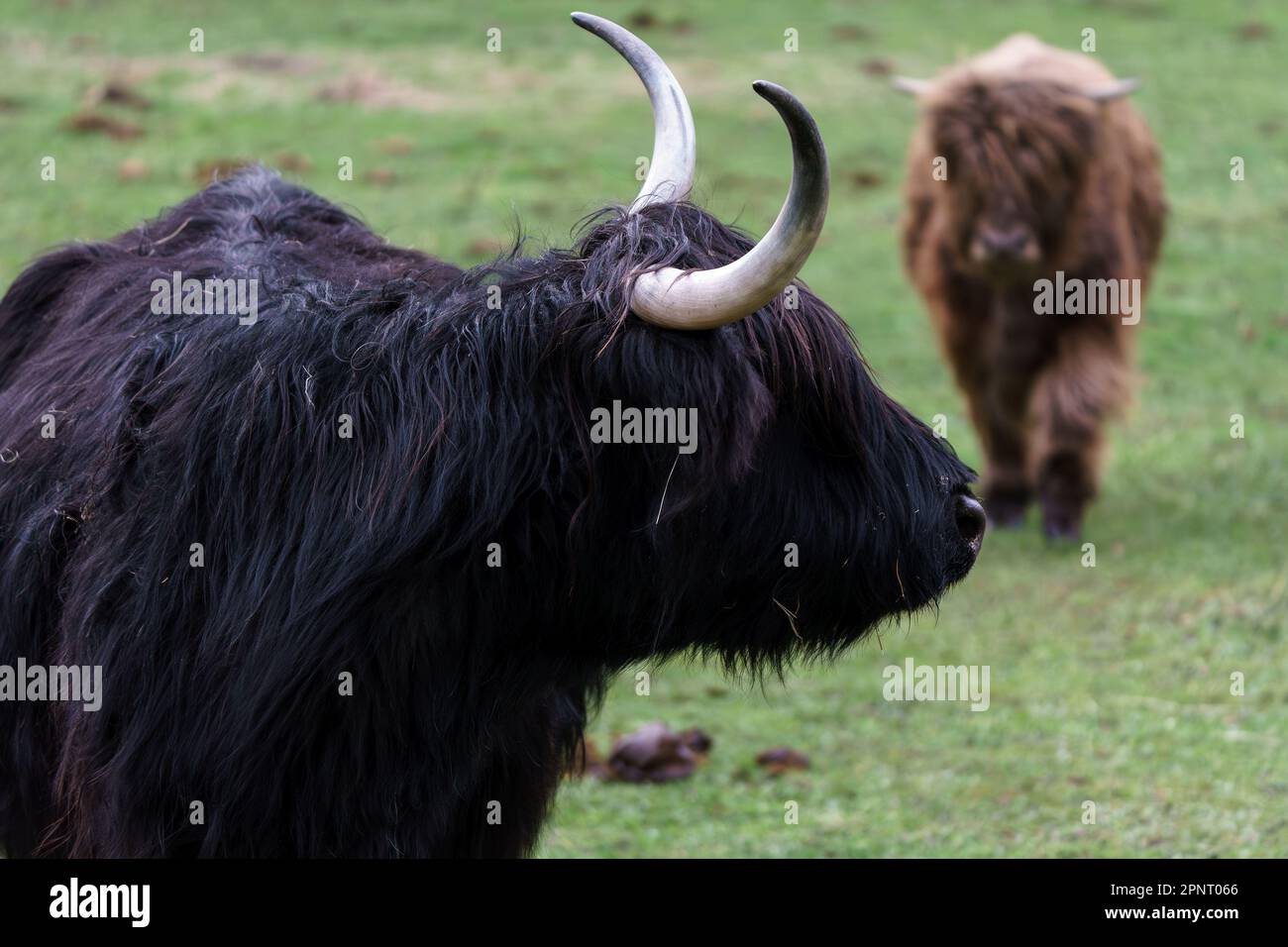 The Highland cow - is a Scottish breed of rustic beef cattle Stock ...